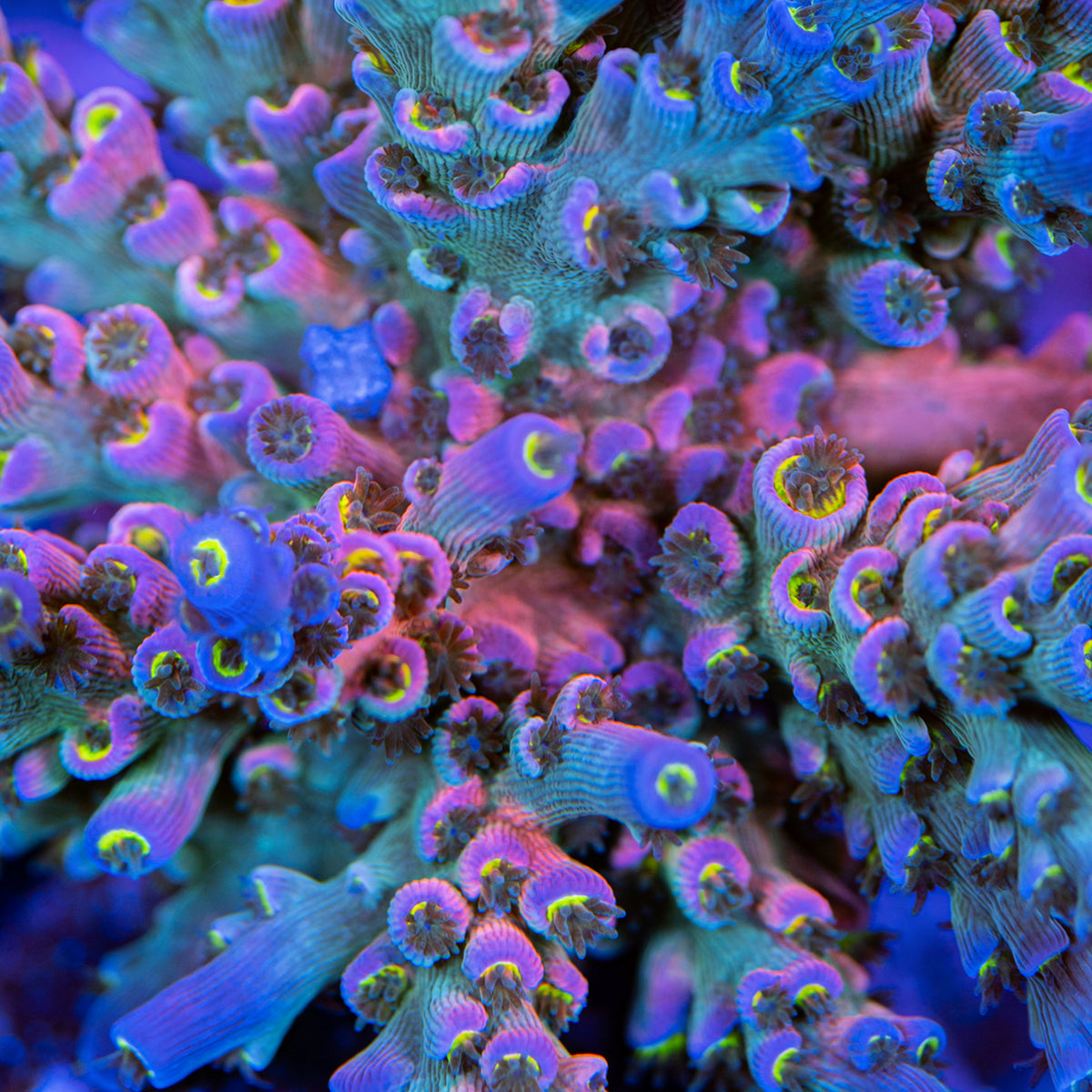 Vivid Insanity 50% off (3 month delay) – Thirstysreef